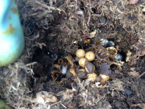 Nuisance bees | Conwy Beekeepers – Gwenynwyr Conwy